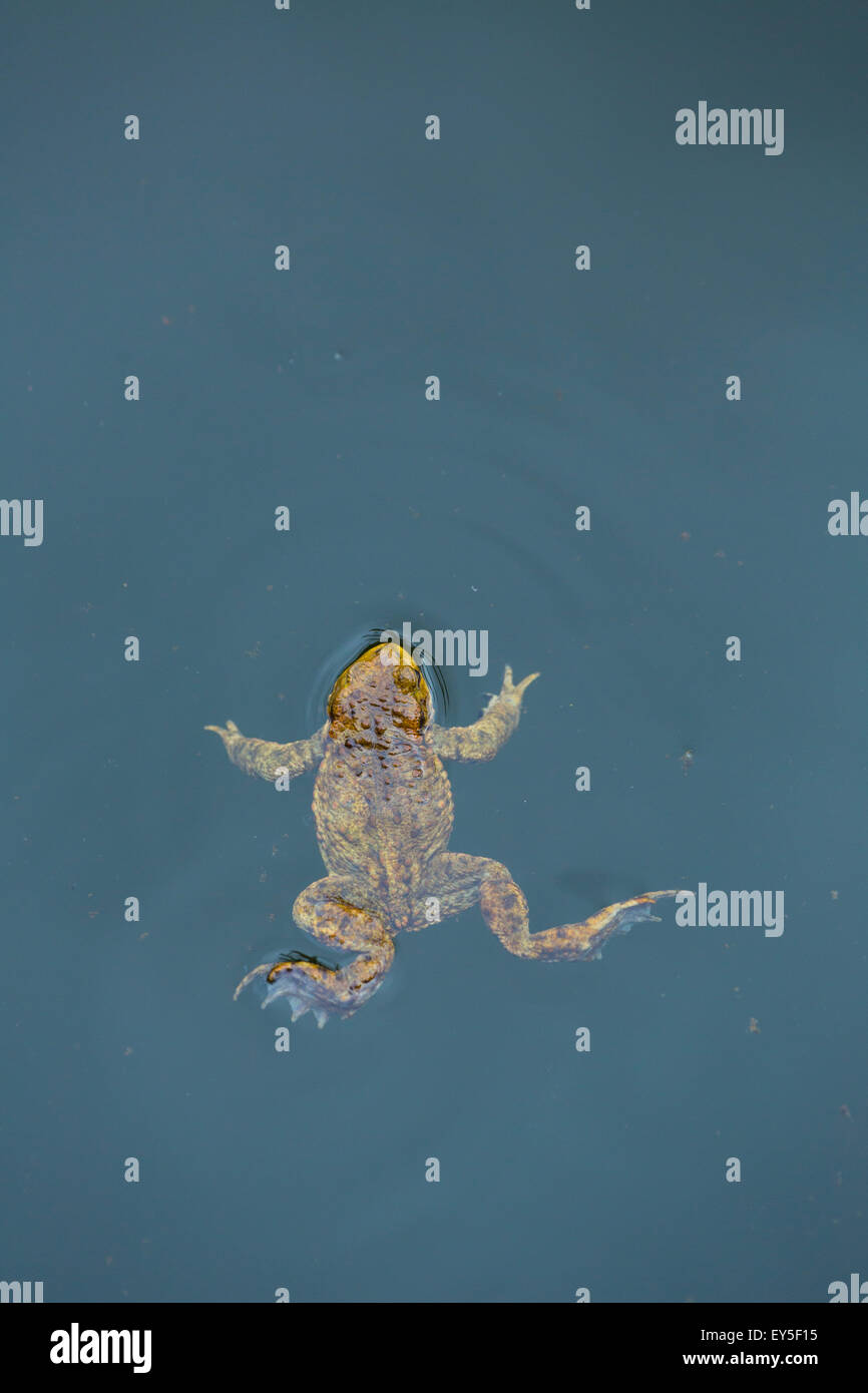 Common toad in water Stock Photo - Alamy