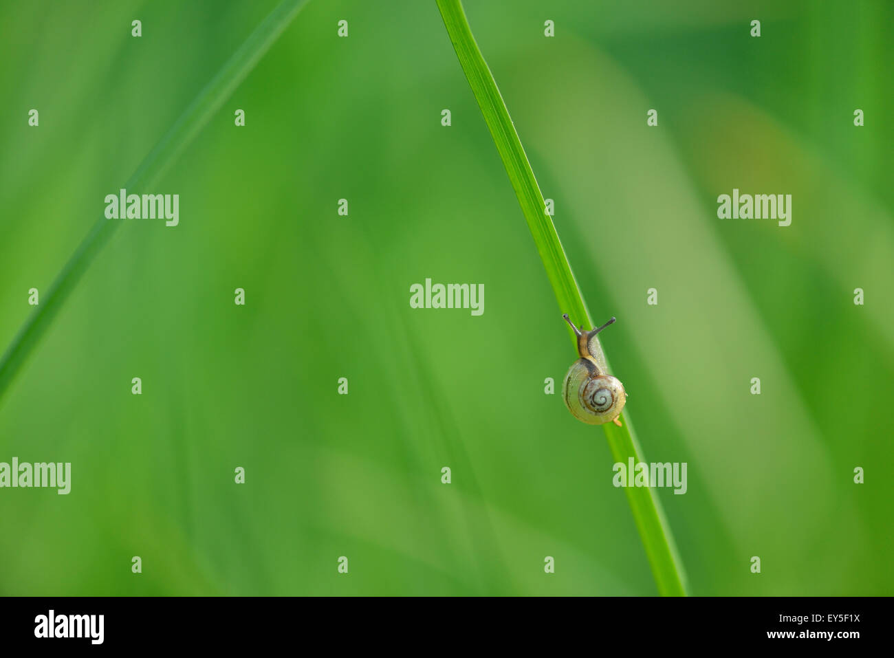 Snail on a blade of grass - Prairie Fouzon France Stock Photo - Alamy