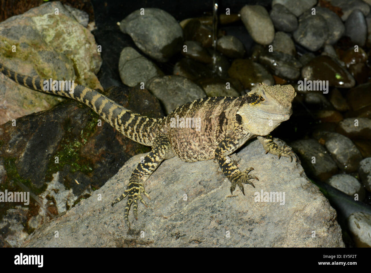 Eastern Water Dragon on Rock - Australia Stock Photo - Alamy