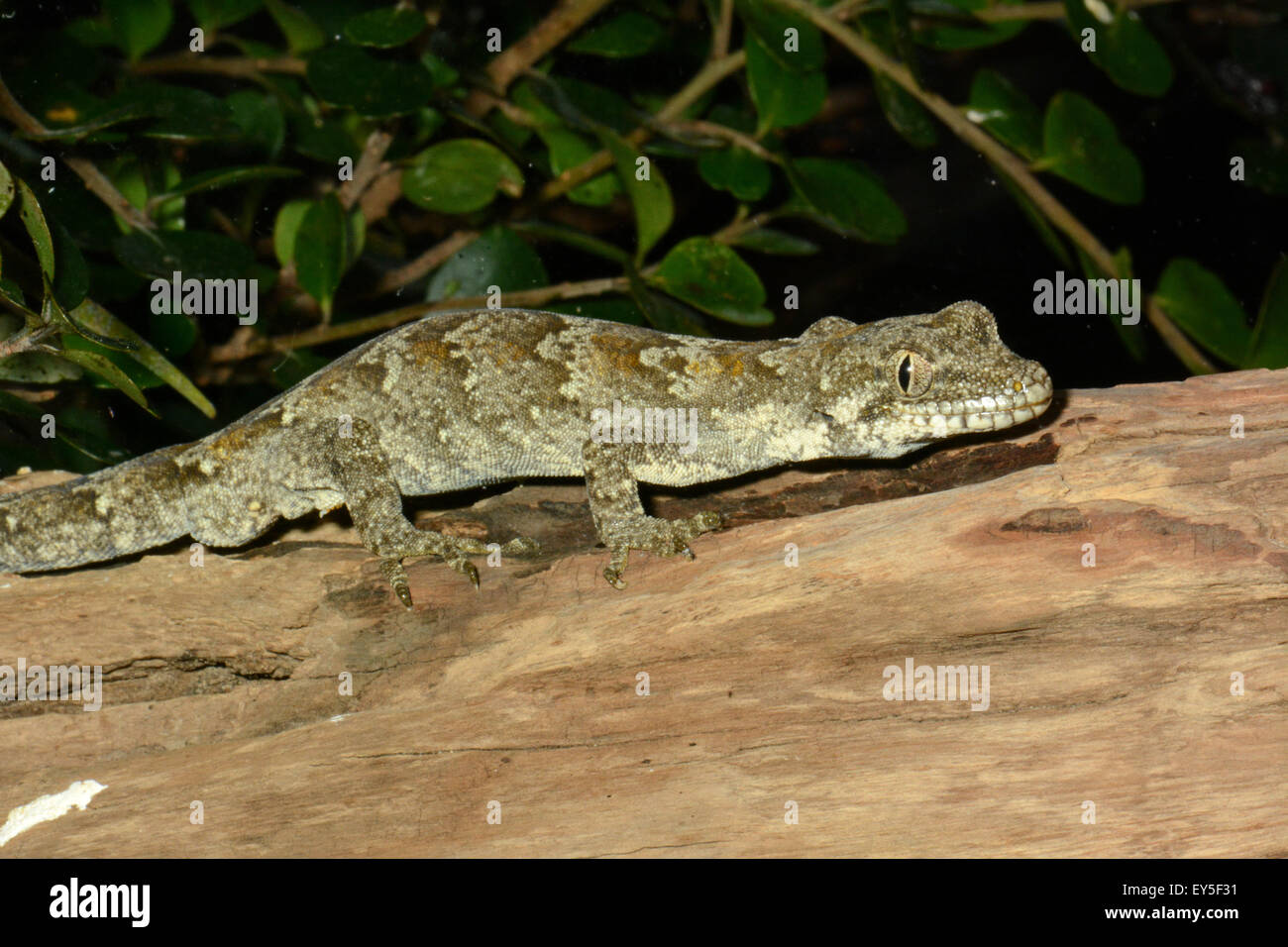 Gray's Sticky-toed Gecko on wood - New Zealand Stock Photo - Alamy