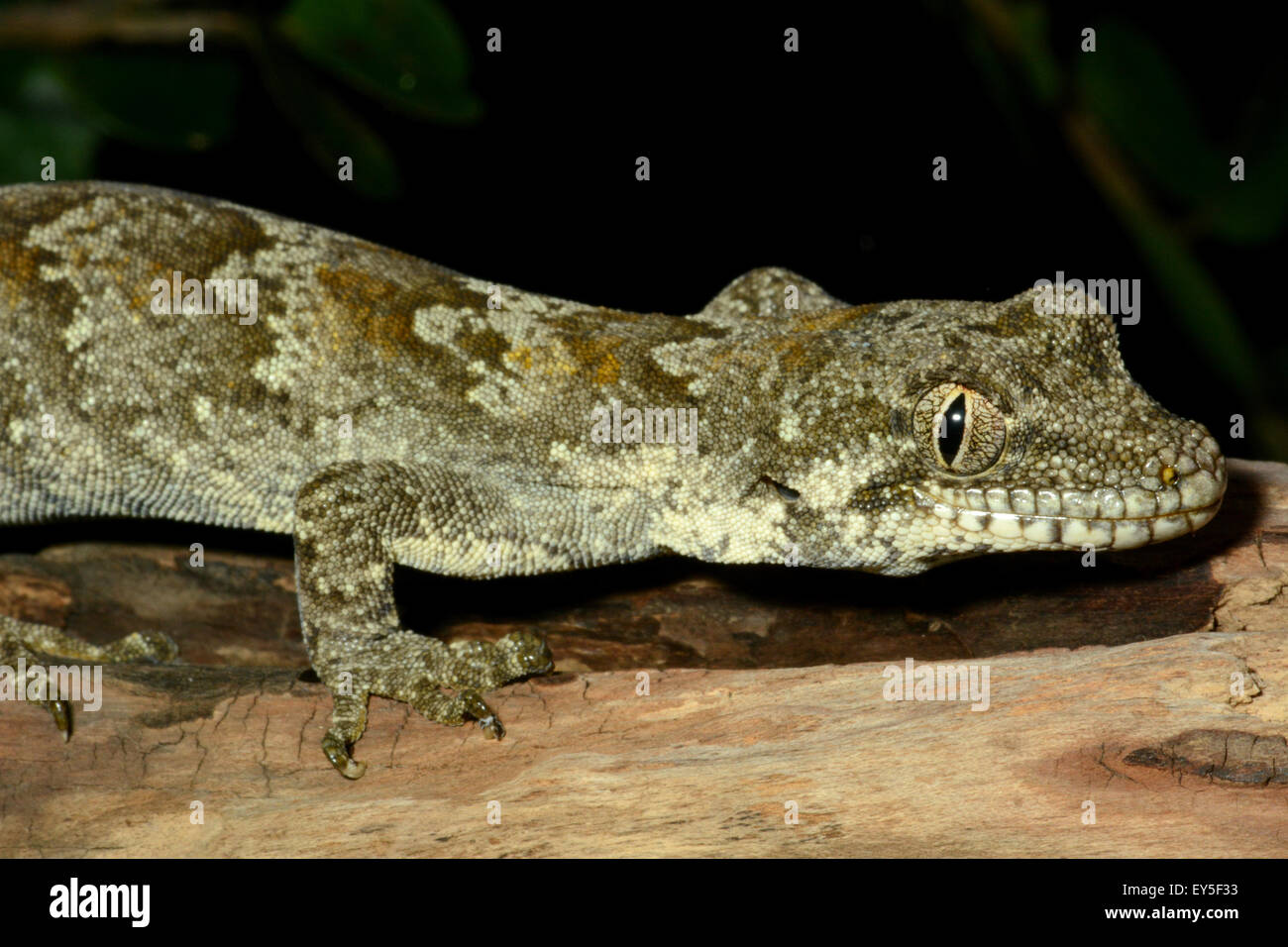 Portrait of Gray's Sticky-toed Gecko on wood - New Zealand Stock Photo ...