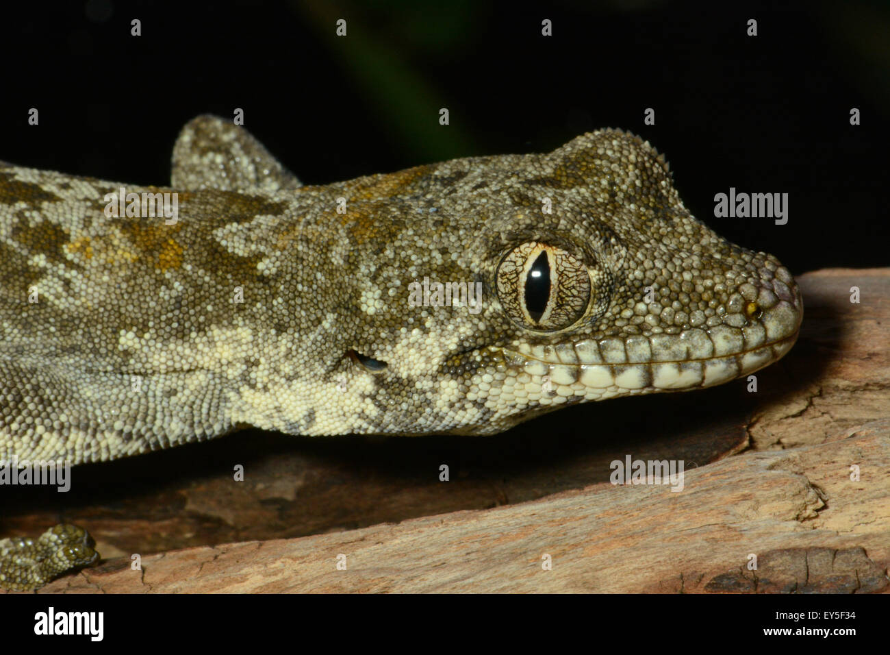 Portrait of Gray's Sticky-toed Gecko on wood - New Zealand Stock Photo ...