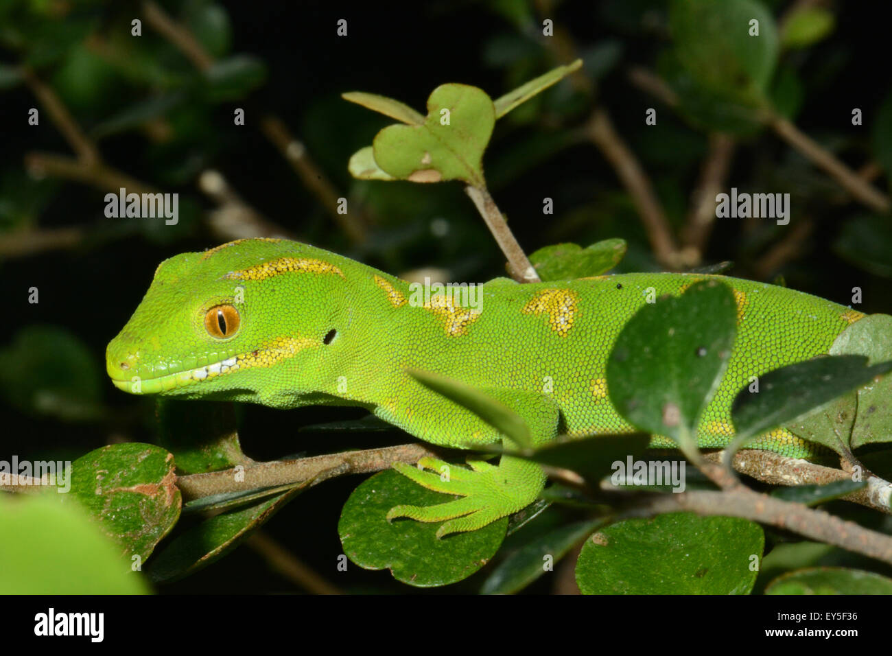 Gecko tree hi-res stock photography and images - Alamy