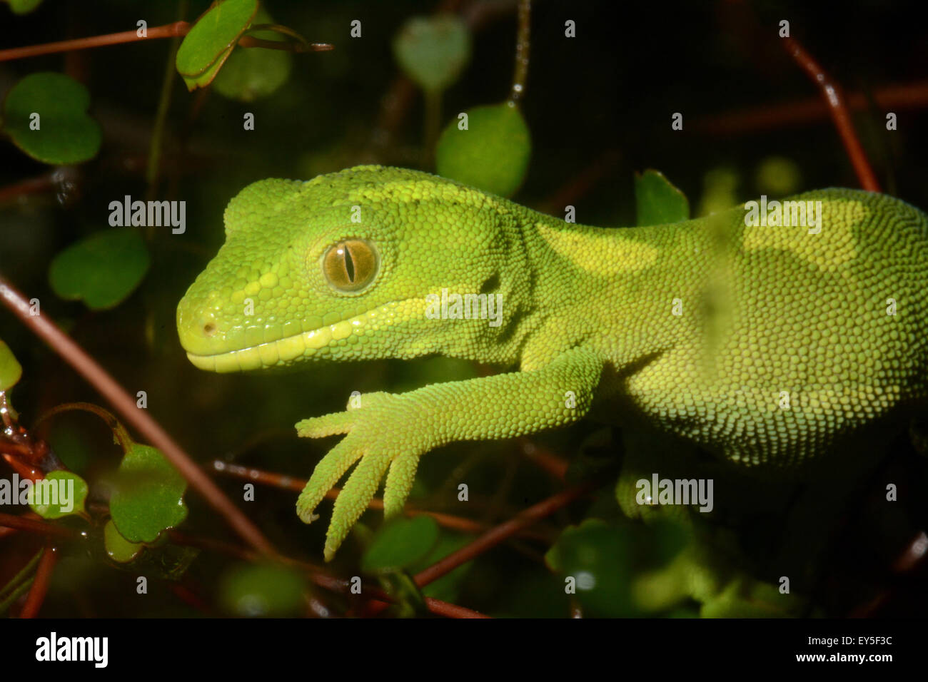 Portrait of Green Tree Gecko on branch - New Zealand Stock Photo - Alamy