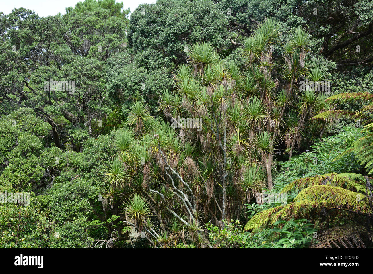Cabbage tree in forest - New Zealand Stock Photo - Alamy