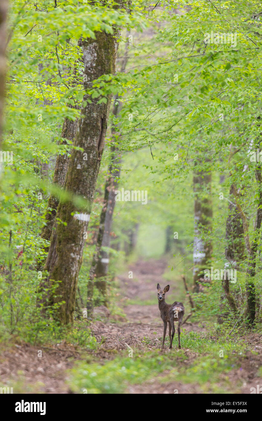Roe Deer in a forest path - France Stock Photo - Alamy