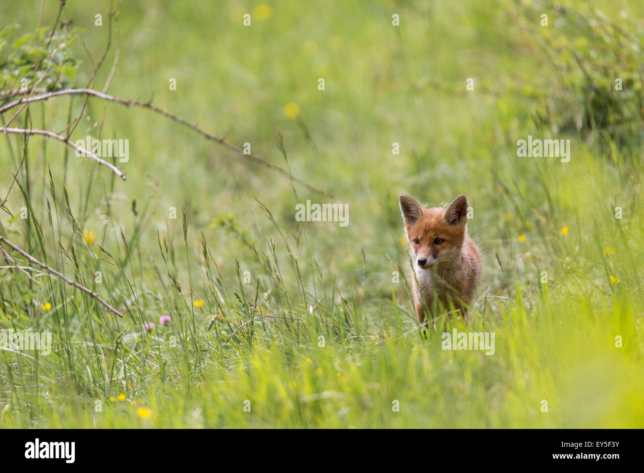 Young Red Fox in the tall grass - France Stock Photo - Alamy