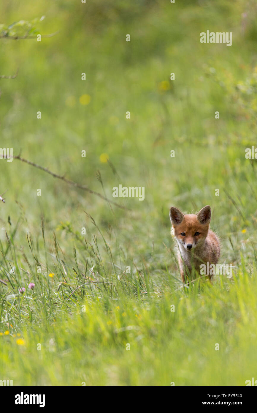 Young Red Fox in the tall grass - France Stock Photo - Alamy