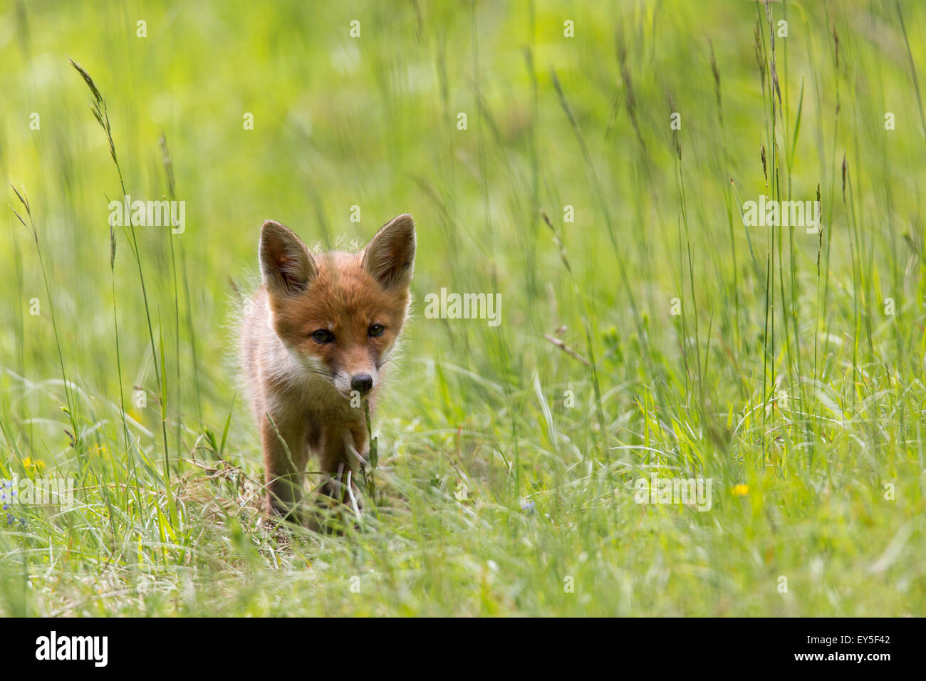 Young Red Fox in the tall grass - France Stock Photo - Alamy