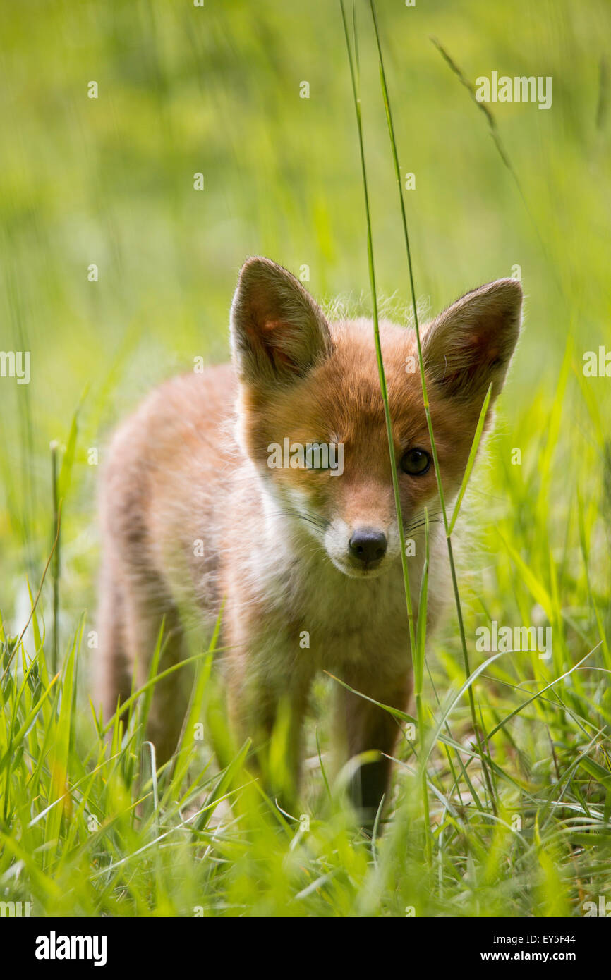 Young Red Fox in the tall grass - France Stock Photo - Alamy