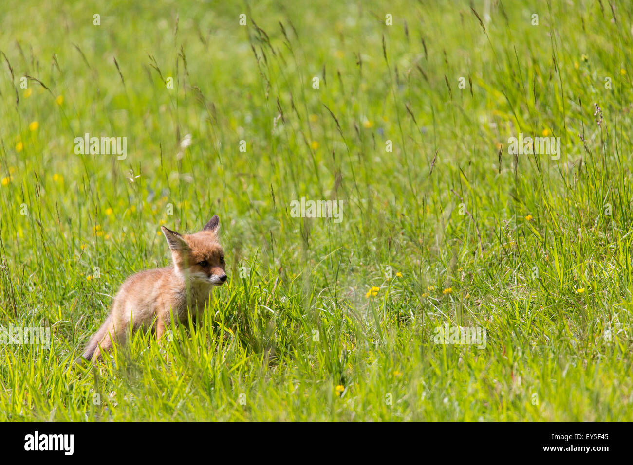 Young Red Fox in the tall grass - France Stock Photo - Alamy