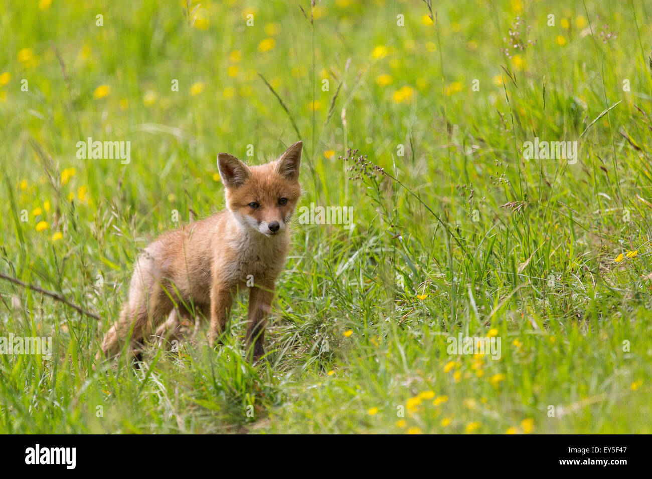 Young Red Fox in the tall grass - France Stock Photo - Alamy
