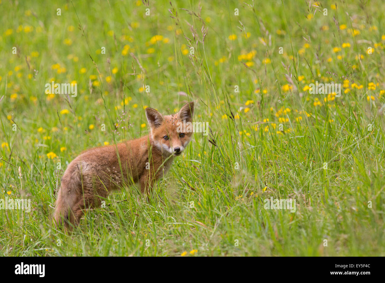 Young Red Fox in the tall grass - France Stock Photo - Alamy