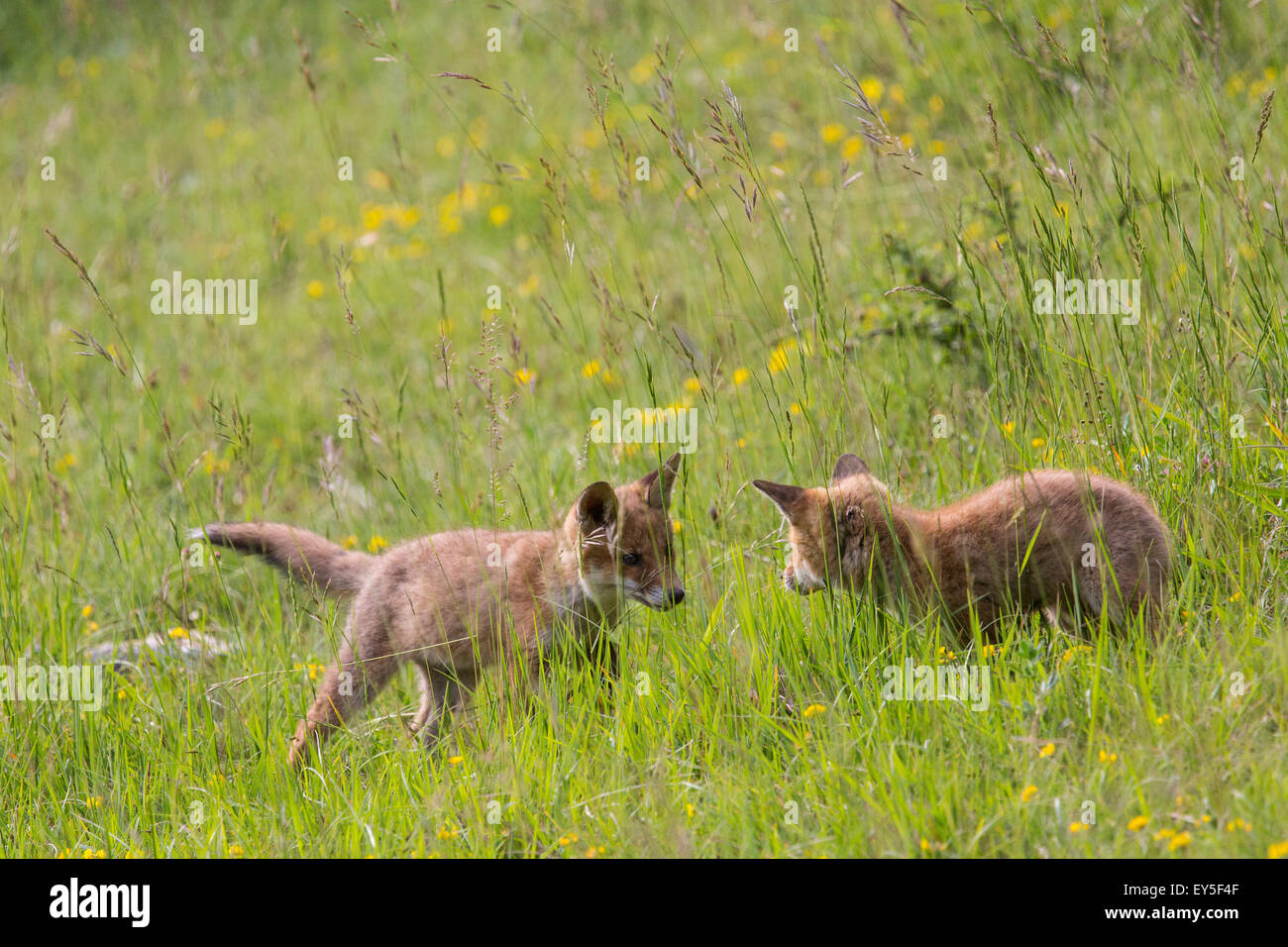 Young Red Fox playing in the tall grass - France Stock Photo - Alamy