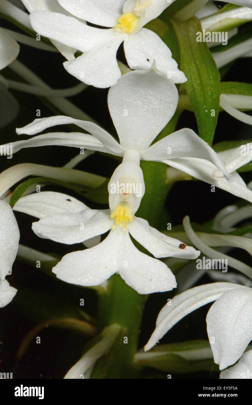 Calanthe orchid in bloom Stock Photo - Alamy