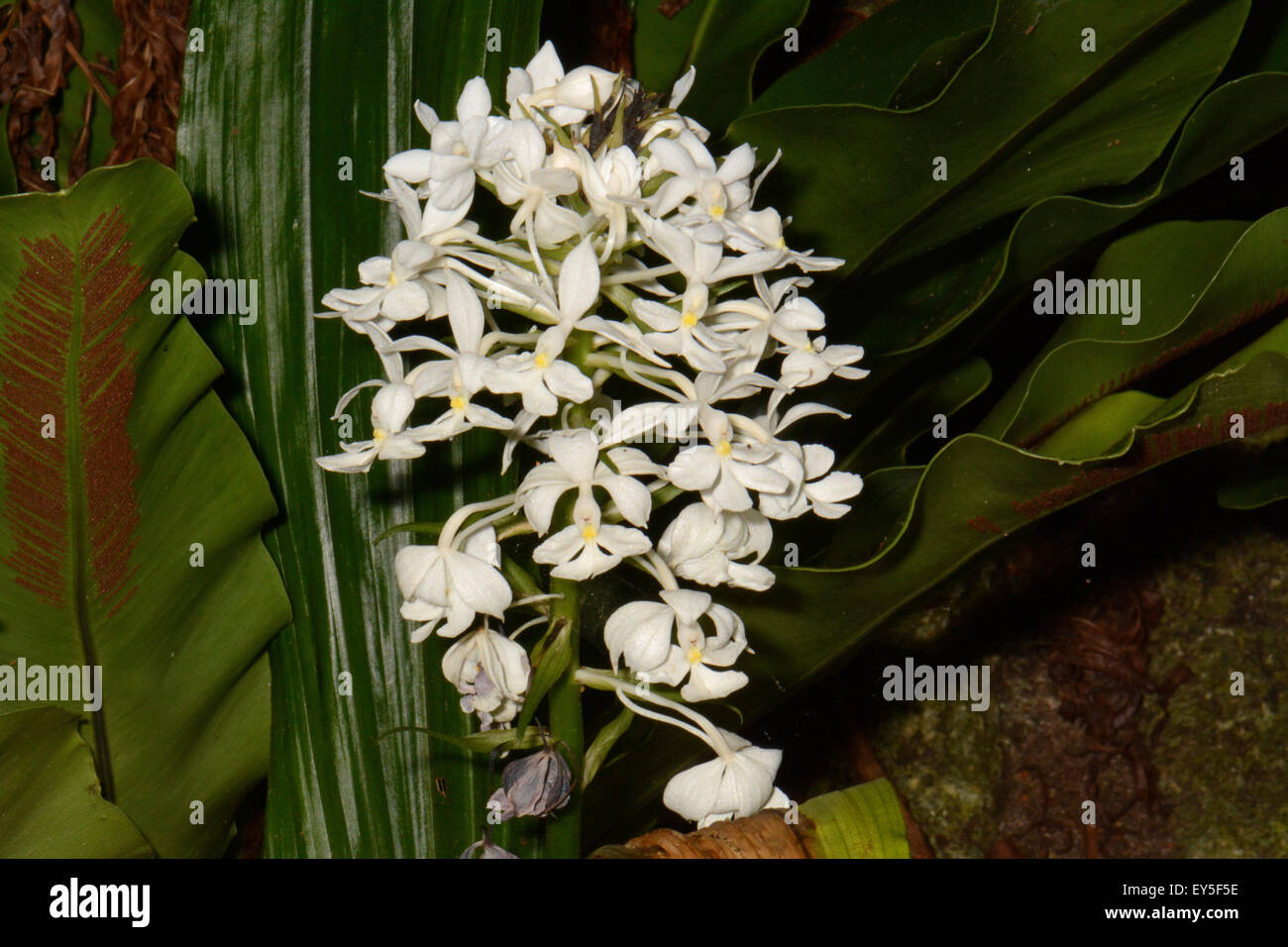Calanthe orchid in bloom Stock Photo - Alamy