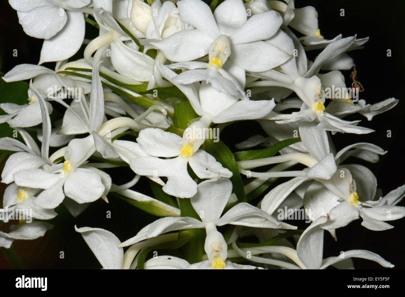 Calanthe orchid in bloom Stock Photo - Alamy