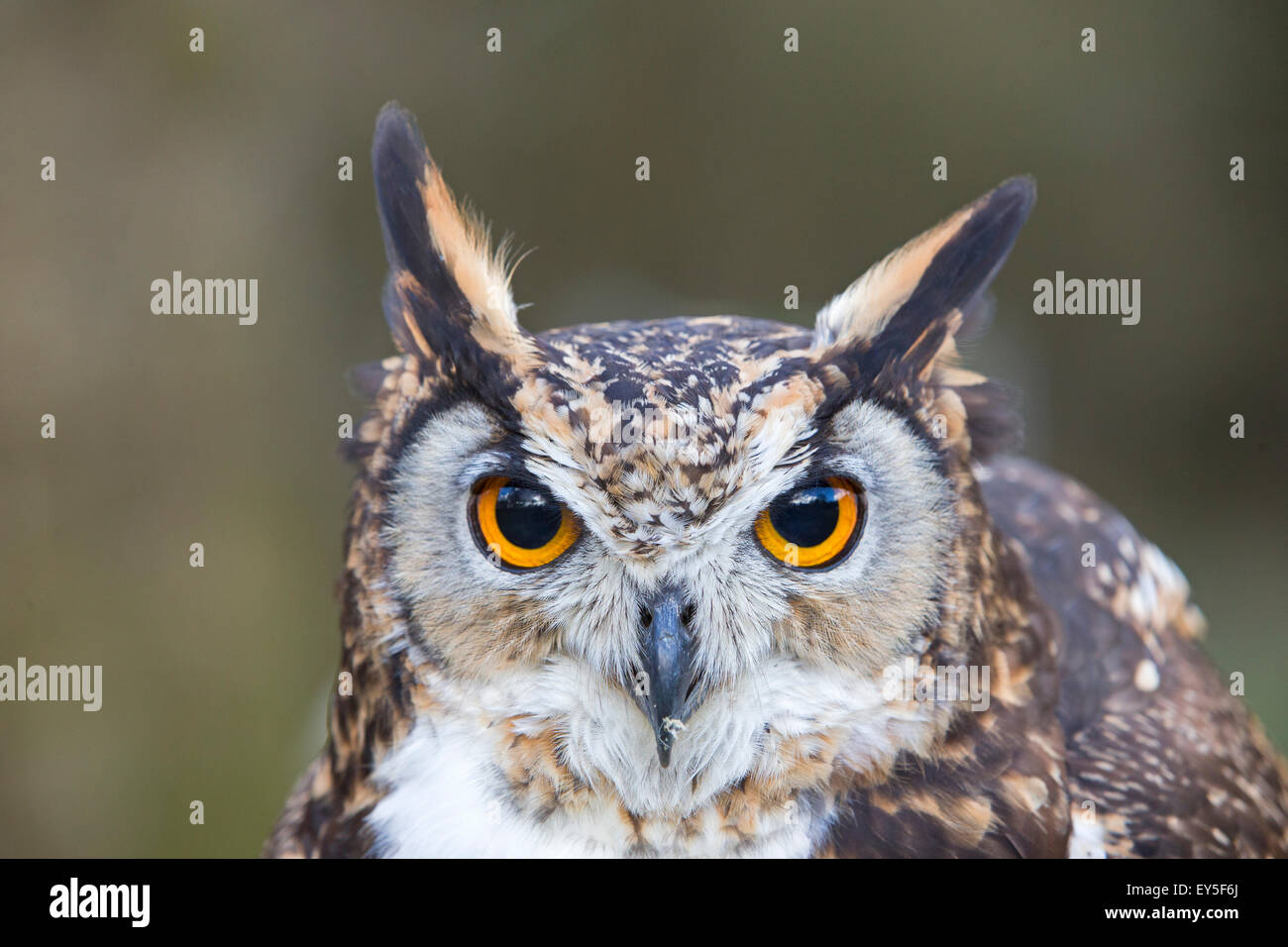 Cape eagle owl bubo capensis hi-res stock photography and images - Alamy