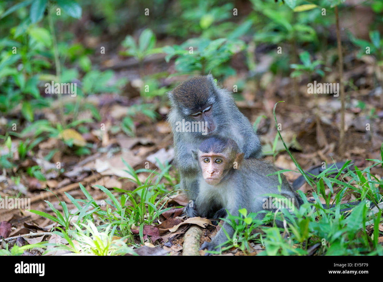 Long-tailed macaques grooming on ground - Bako Malaysia Stock Photo - Alamy