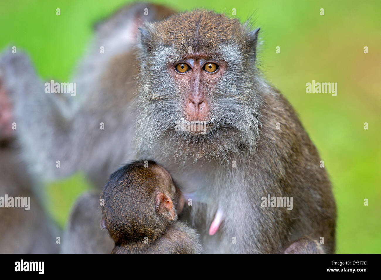 Long-tailed macaque nursing her young - Bako Malaysia Stock Photo - Alamy