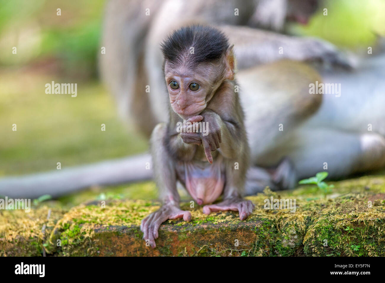Male macaque hi-res stock photography and images - Alamy
