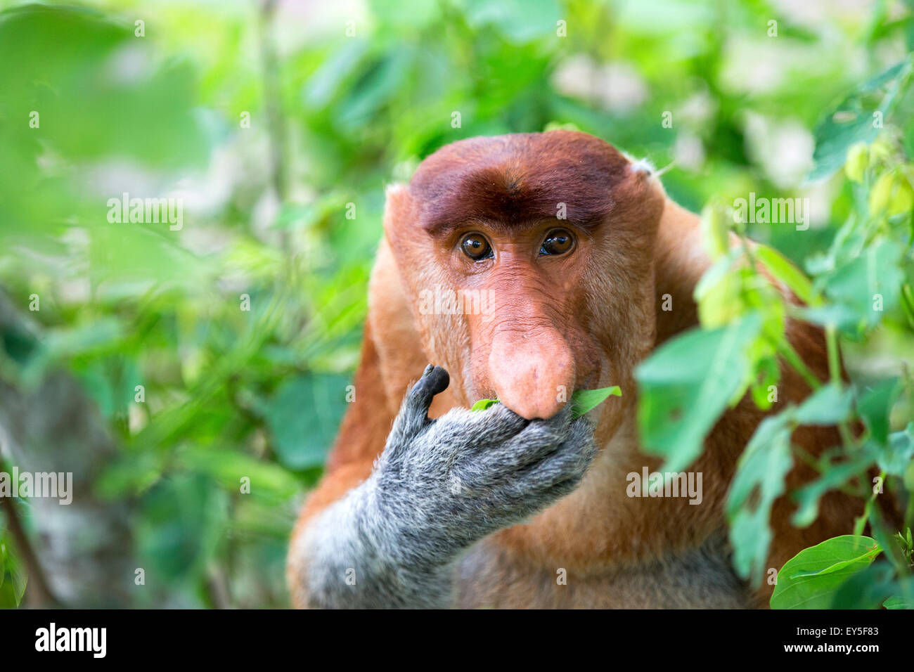 Portrait of Proboscis monkey eating in forest -Malaysia Bako Stock ...