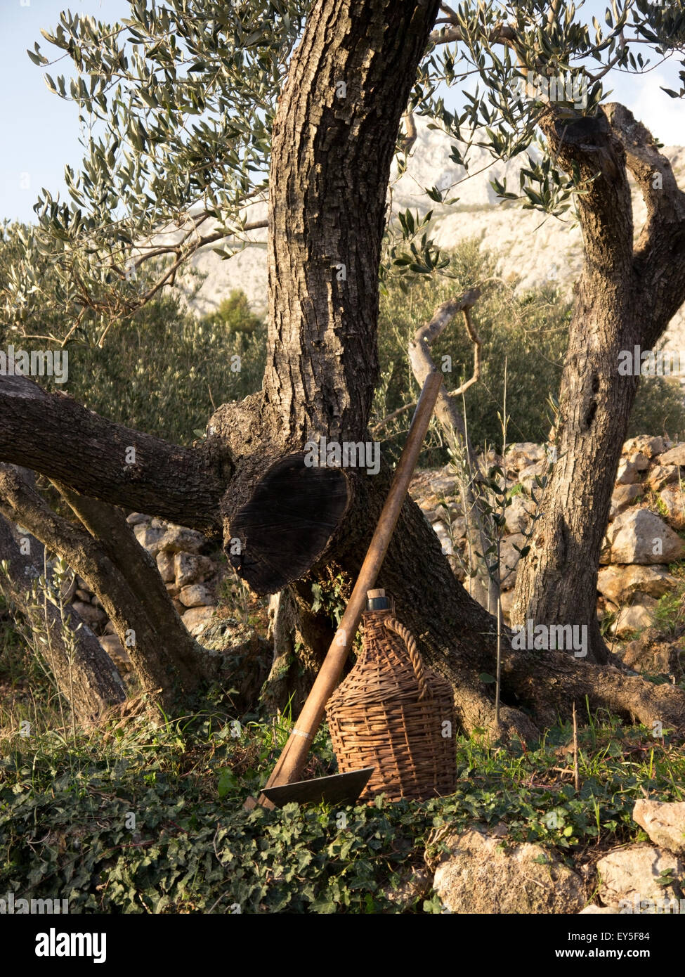 View at old shovel and wine small wine barrel next to olive tree Stock ...