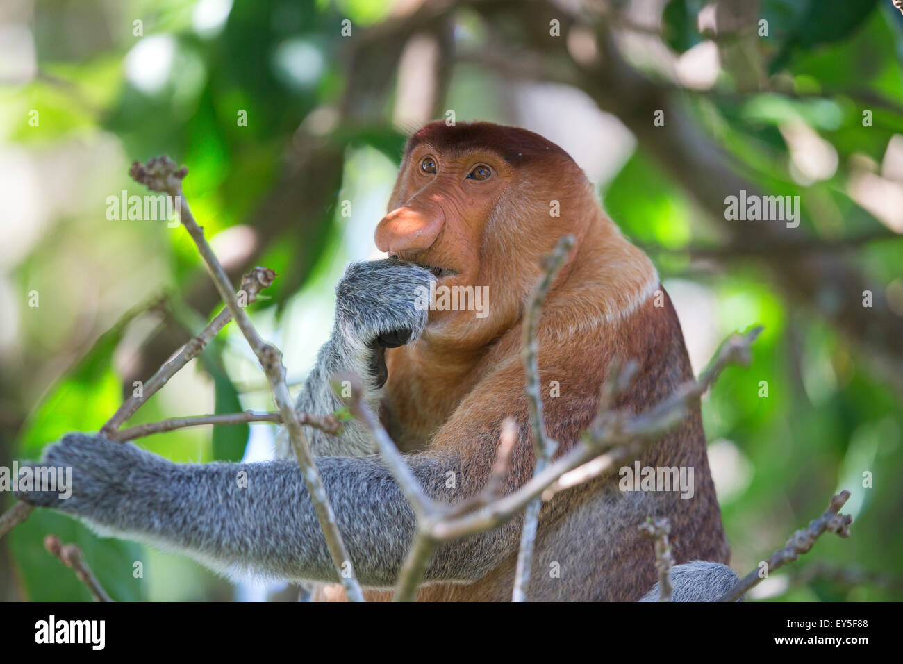 Portrait of Proboscis monkey eating in forest -Malaysia Bako Stock ...