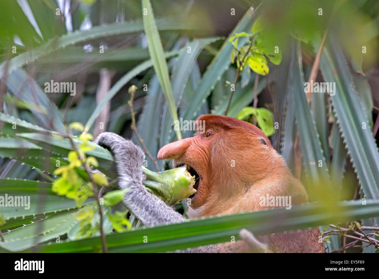 Portrait of Proboscis monkey eating in forest -Malaysia Bako Stock ...