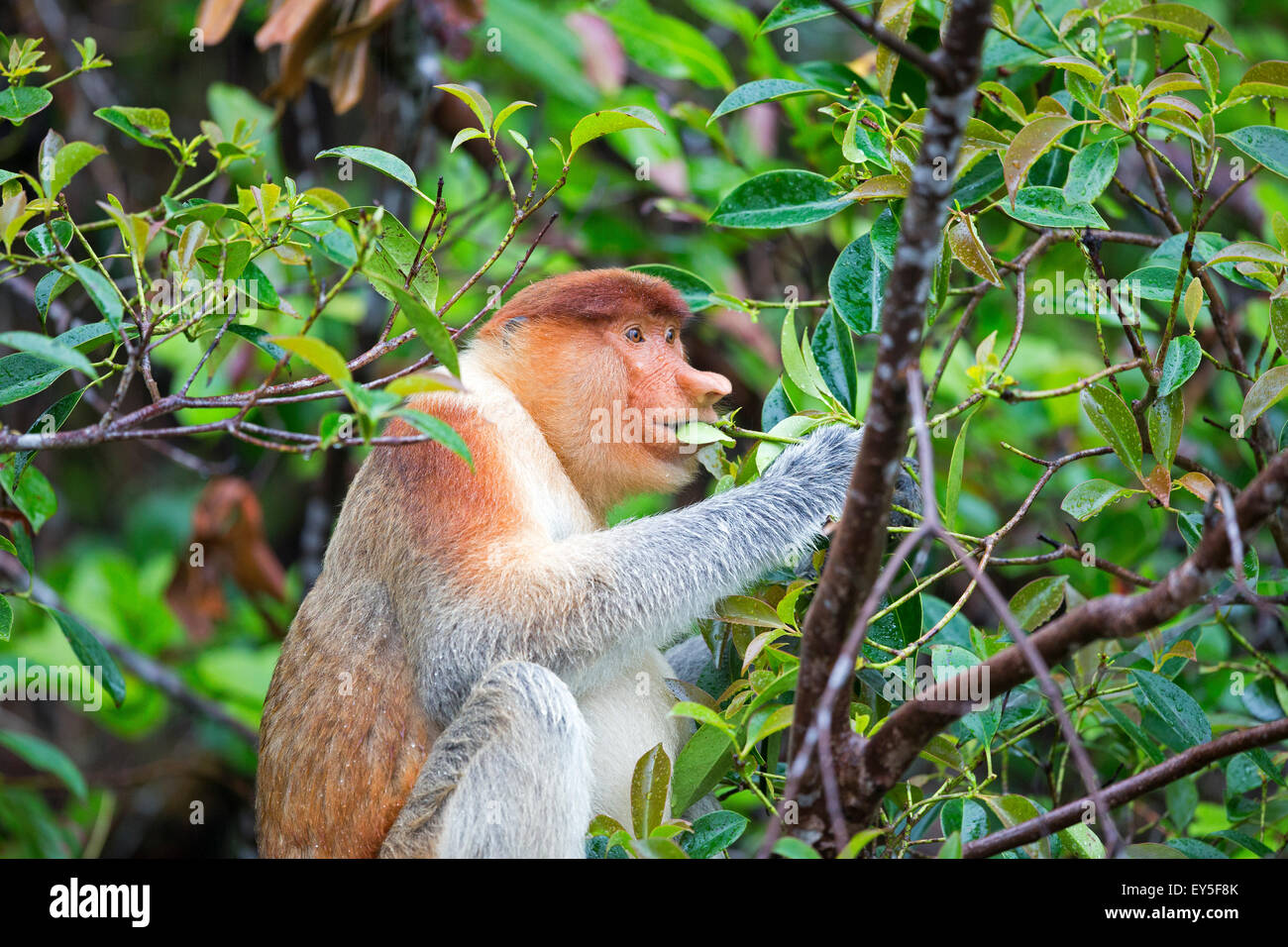 Proboscis monkey eating in forest -Malaysia Bako Stock Photo - Alamy