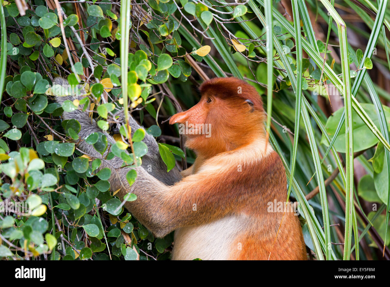 Proboscis monkey eating in forest -Malaysia Bako Stock Photo - Alamy
