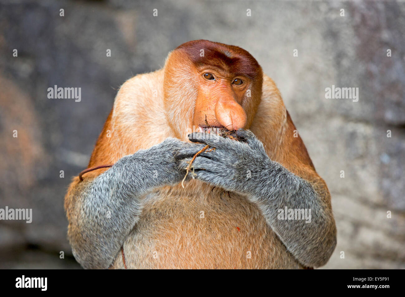 Proboscis monkey foot hi-res stock photography and images - Alamy