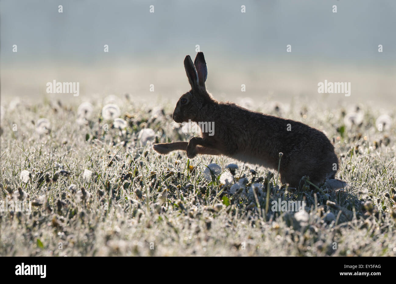 Hare running hi-res stock photography and images - Alamy