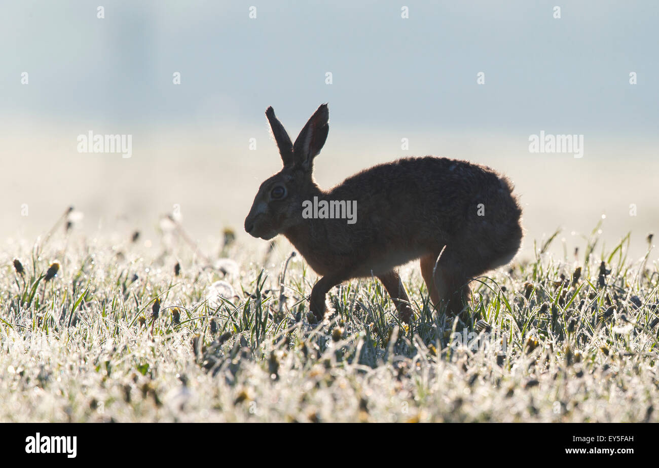 Hare running hi-res stock photography and images - Alamy