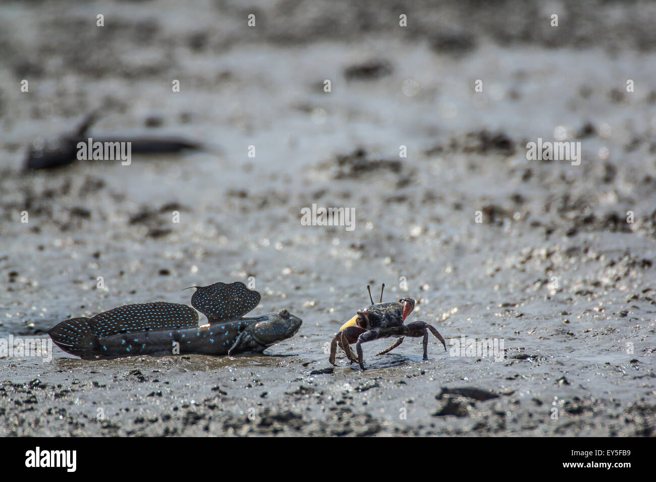 Mutsugoro goby and Crab on mud - Island of Kyushu Japan Stock Photo - Alamy