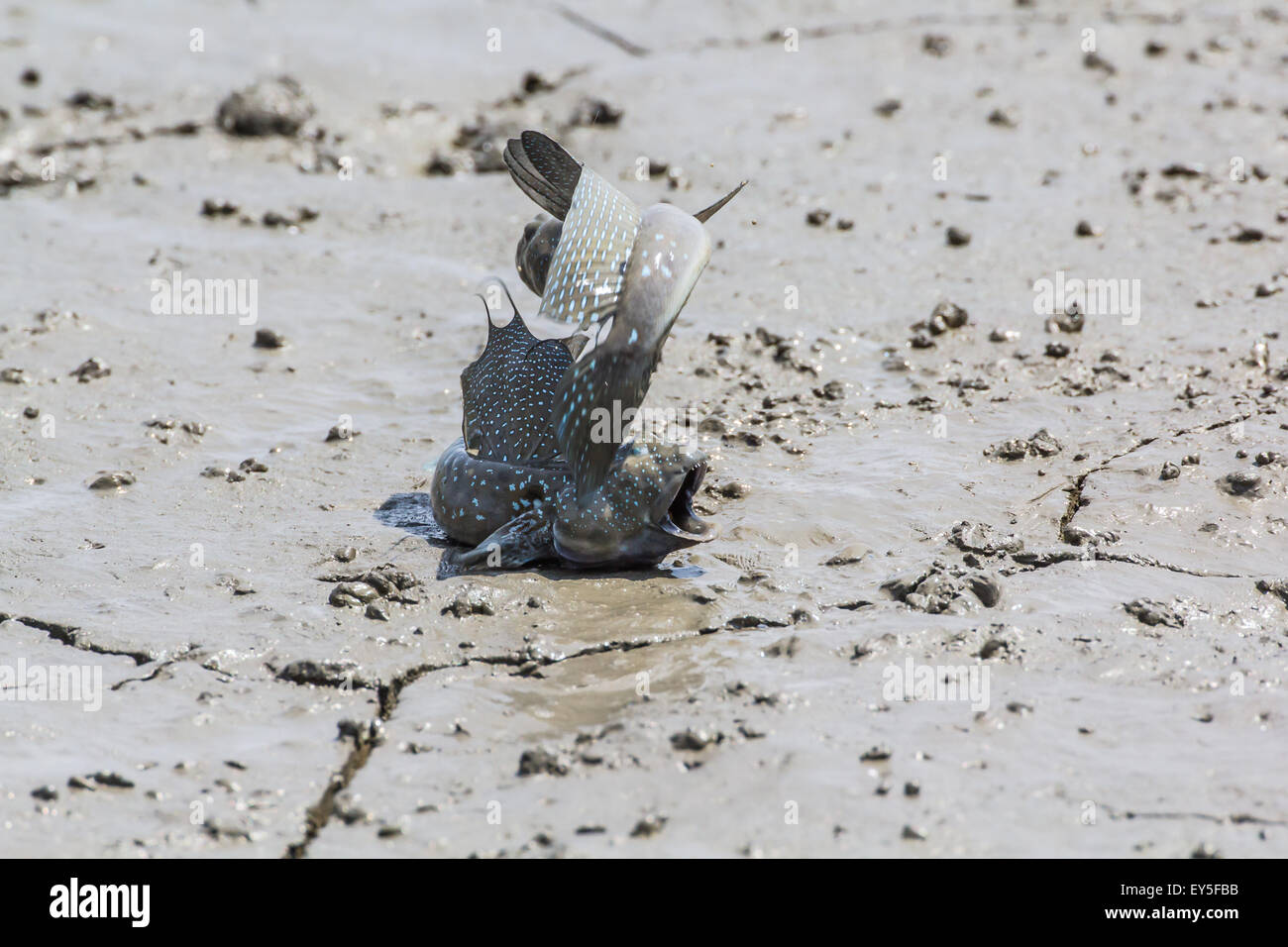 Fight for fish hi-res stock photography and images - Alamy