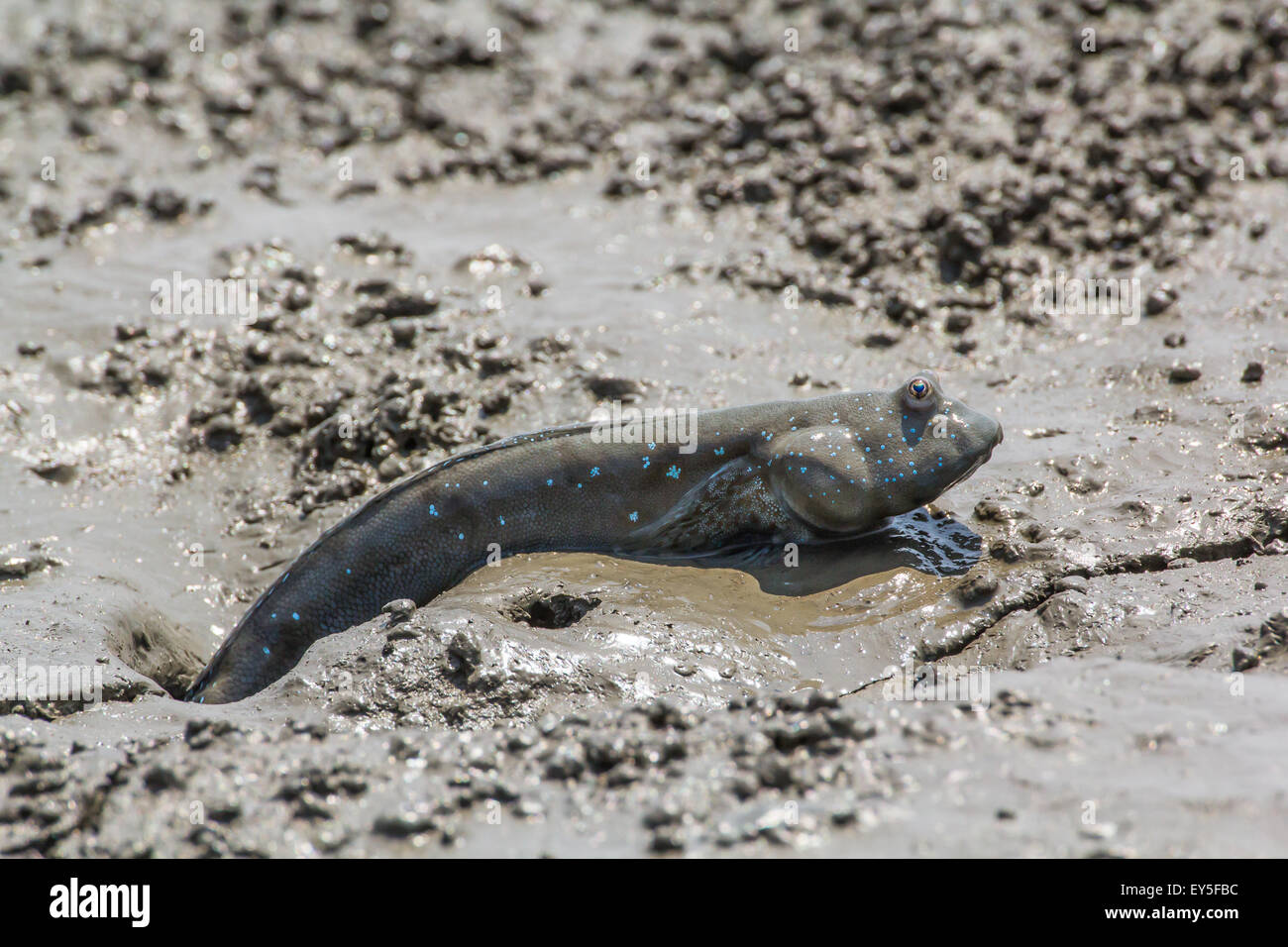 Mutsugoro on vase - Island of Kyushu Japan Stock Photo - Alamy