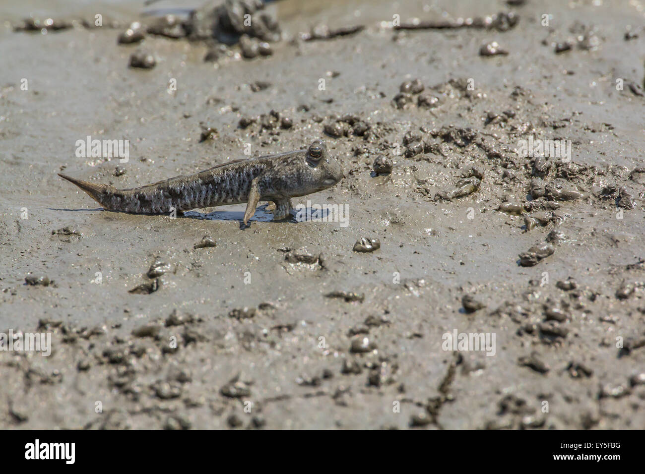 Mudskipper on vase - Island of Kyushu Japan Stock Photo - Alamy