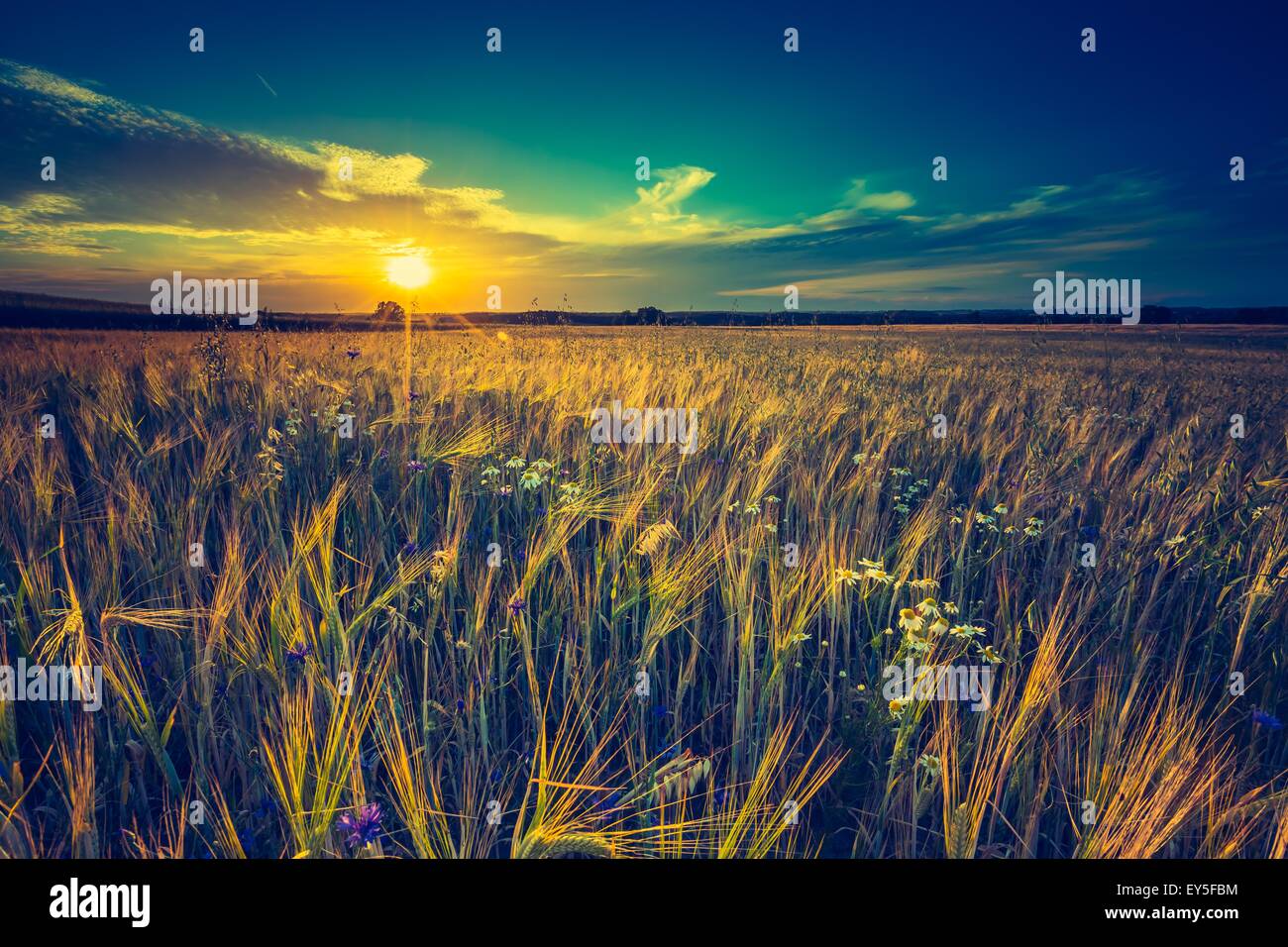 Vintage photo of sunset over corn field at summer. Beautiful grown corn ...