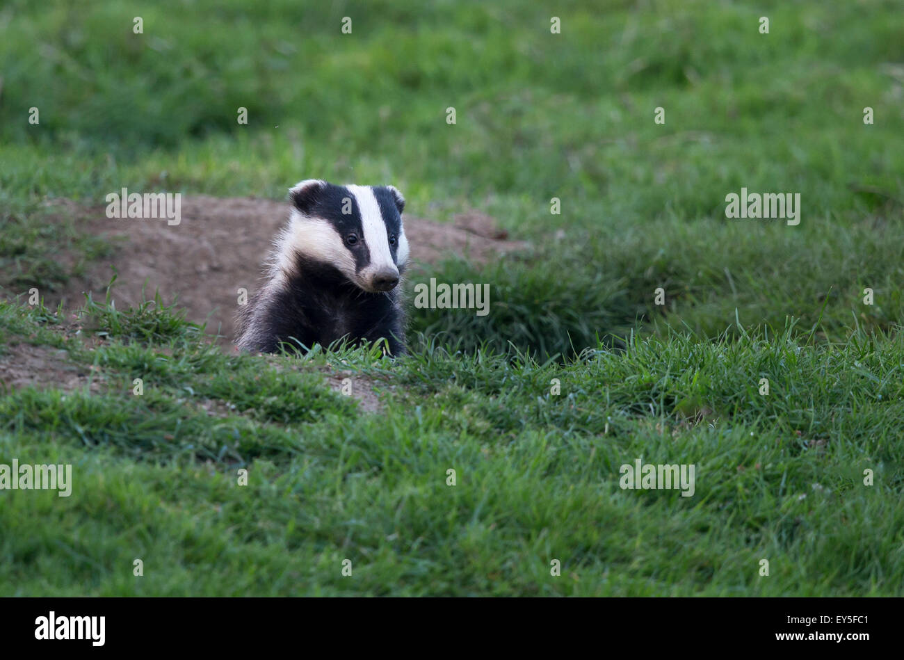 European Badger coming out of its hole at spring - GB Stock Photo - Alamy