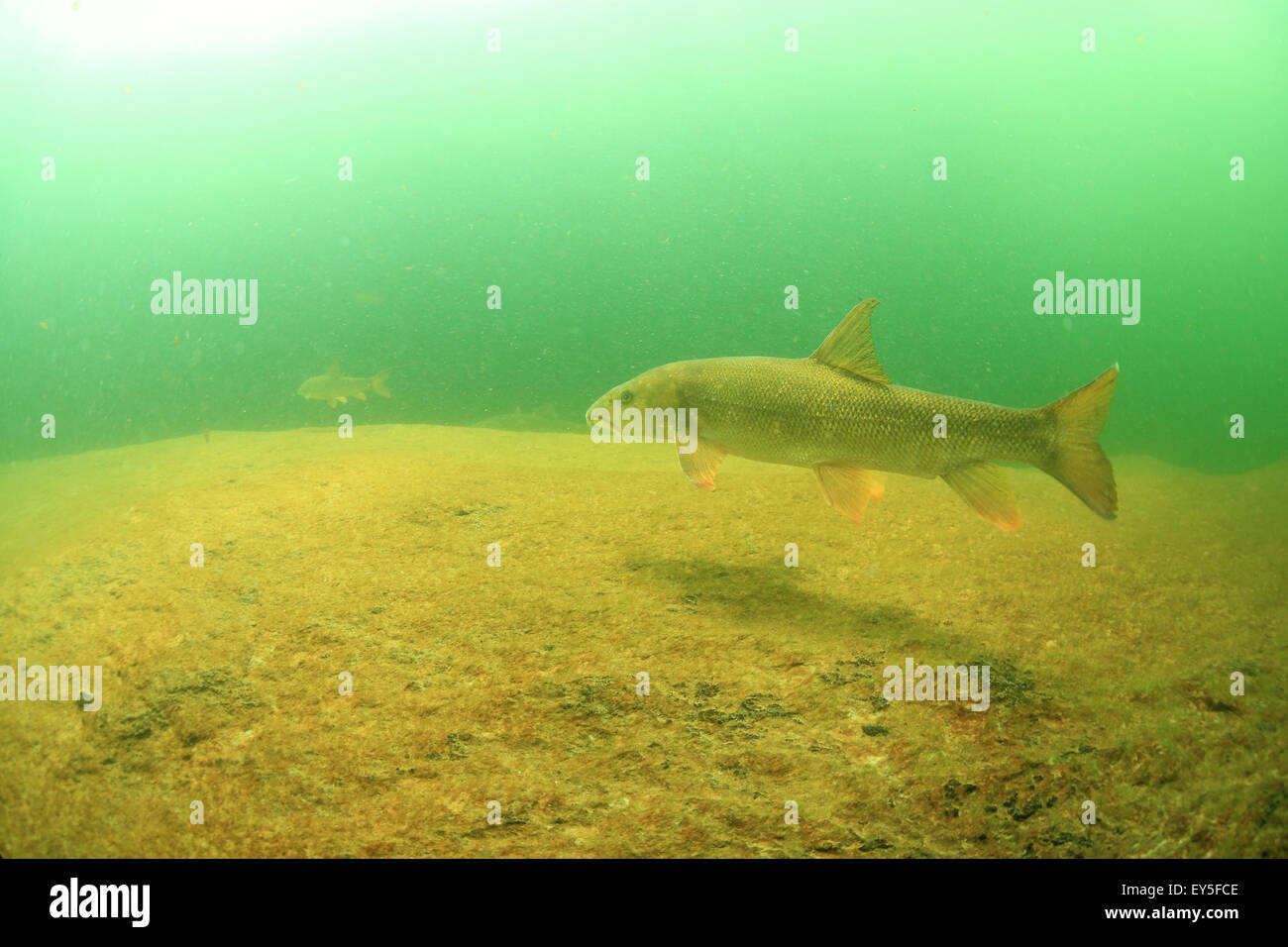 Barbel in the river The Cheran - Alpes France Cheran is a course ...