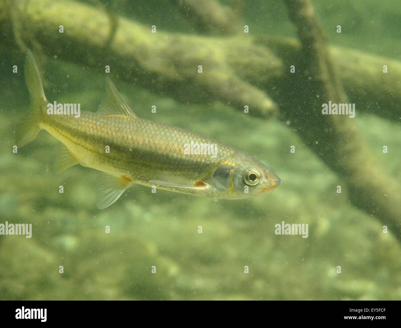 Varione hi-res stock photography and images - Alamy