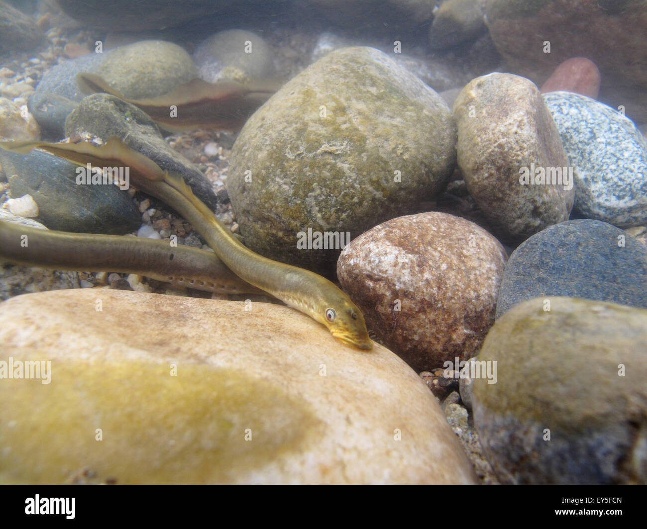 European brook lampreys hi-res stock photography and images - Alamy