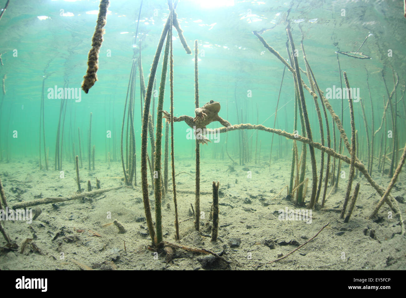Common toad in a lake in spring - France Stock Photo - Alamy