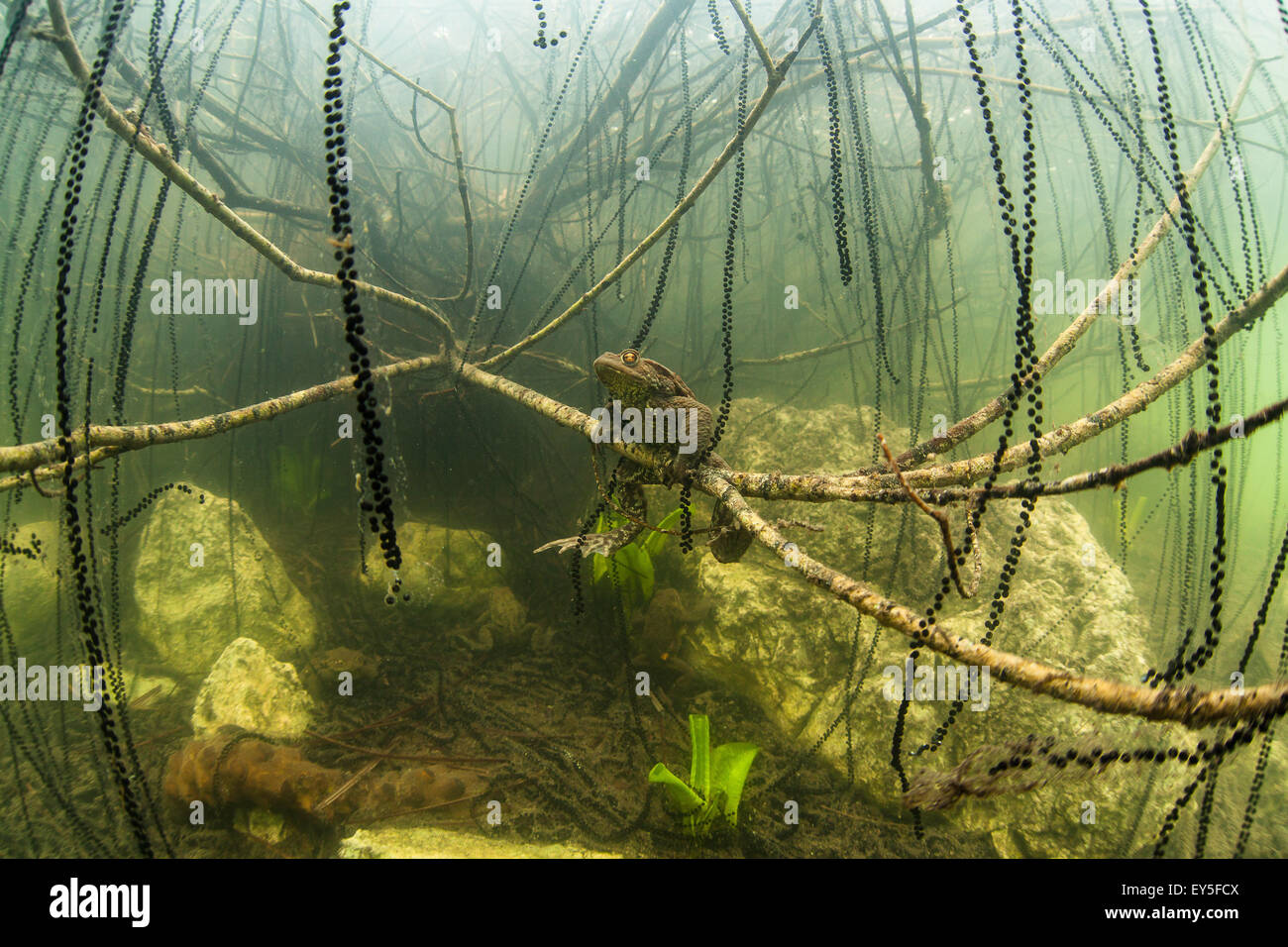 Common toad and her eggs in a lake - France Stock Photo - Alamy