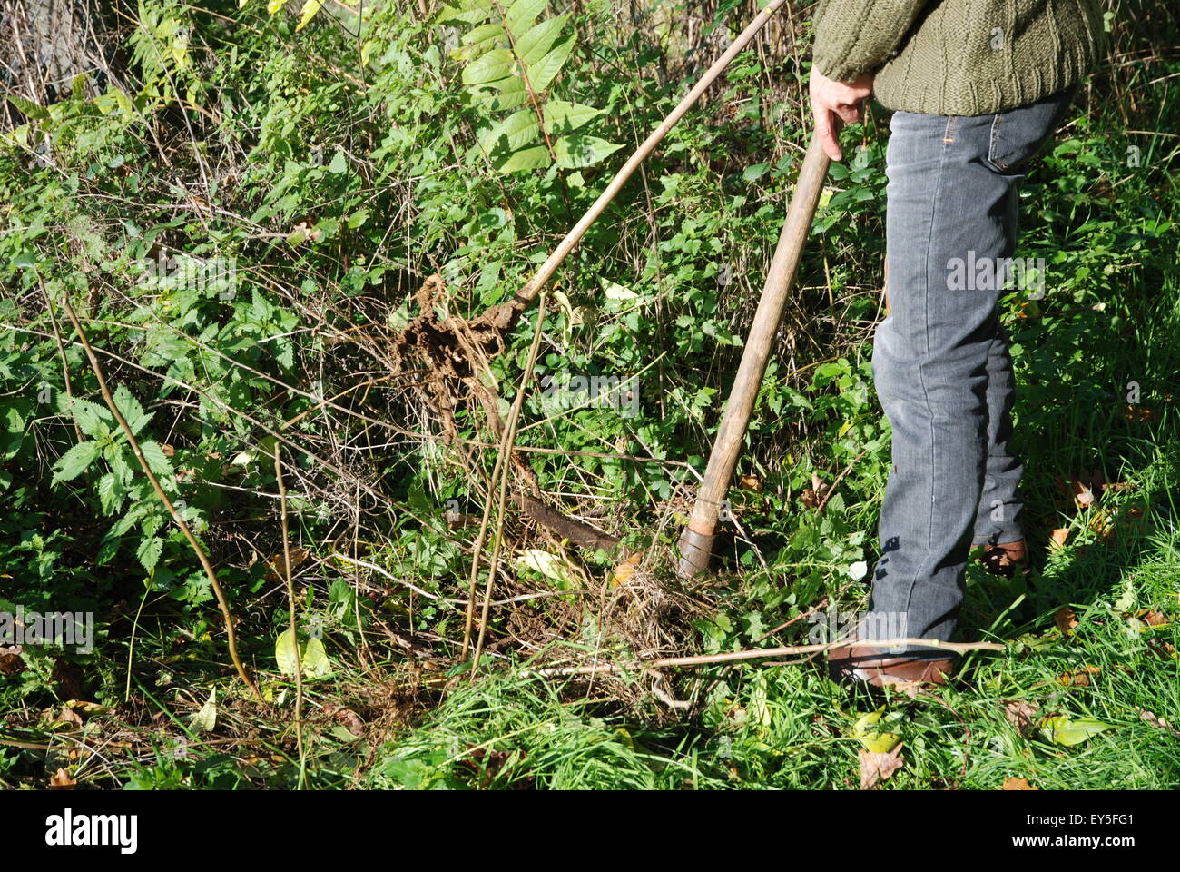 Weeding of tree of heaven in a garden Stock Photo - Alamy