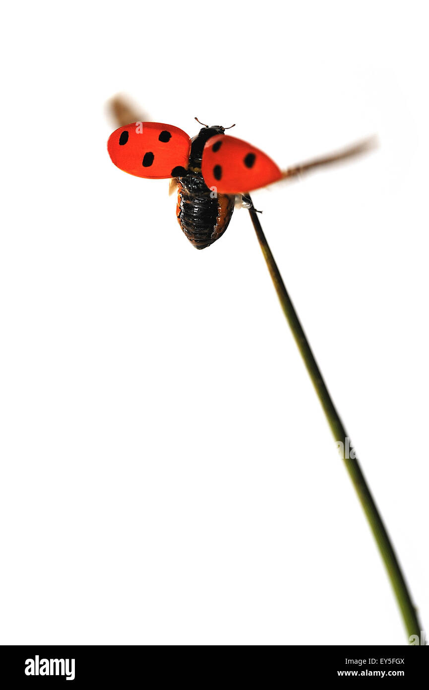 7 points ladybug flying a Sedge rod on white background Stock Photo - Alamy
