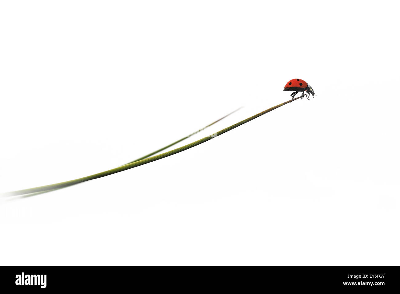 7 points ladybug on a Sedge rod on white background Stock Photo - Alamy
