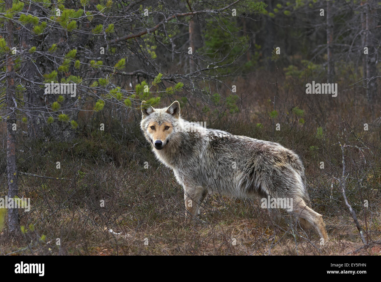 Grey Wolf standing in woodland - Finland Stock Photo - Alamy