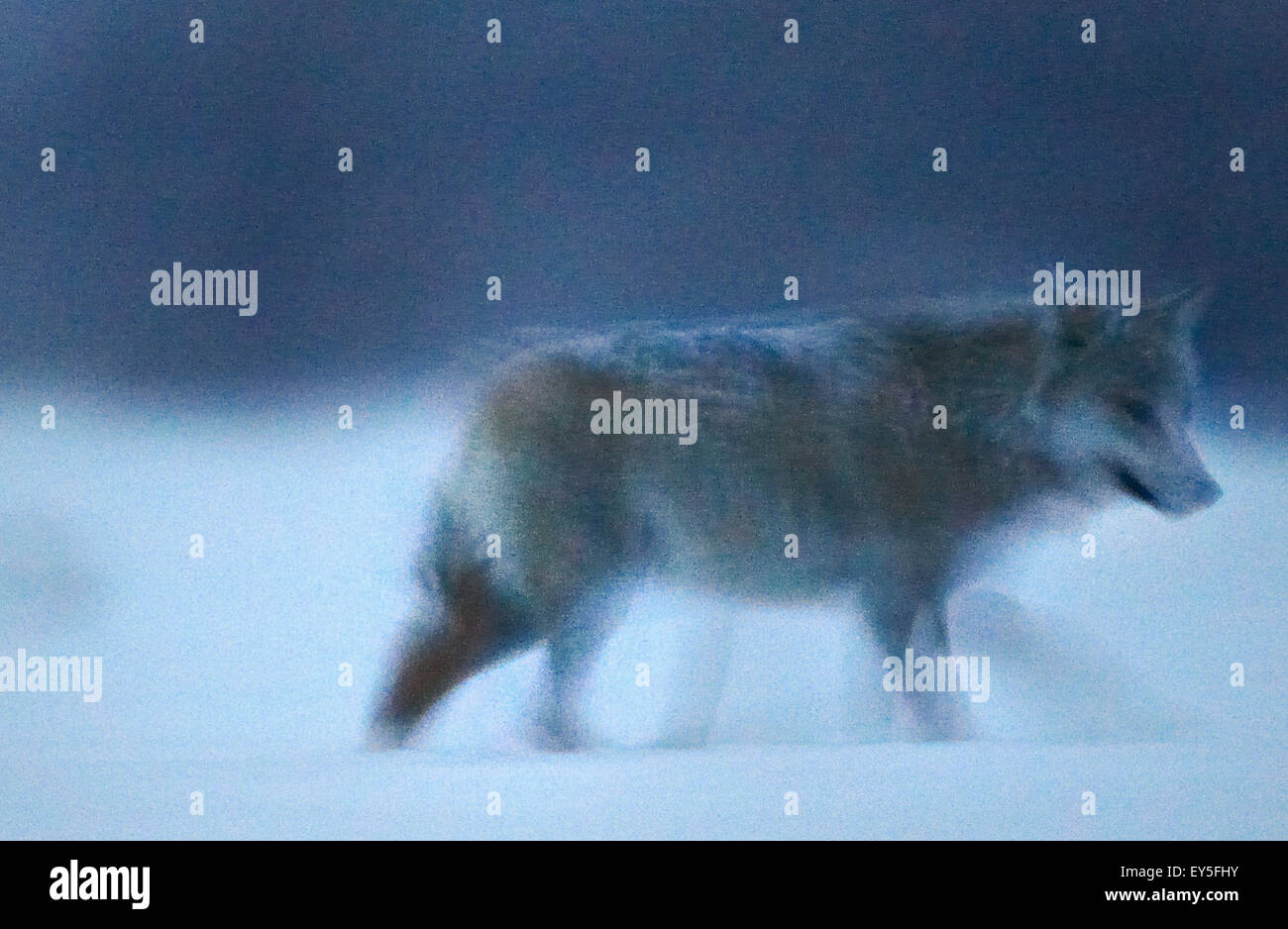 Wolf Walking Snow High Resolution Stock Photography and Images - Alamy